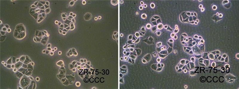 国家实验细胞资源共享平台