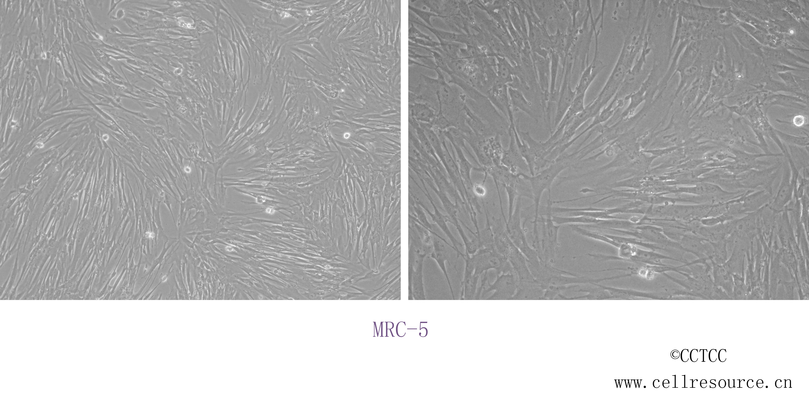 国家实验细胞资源共享平台