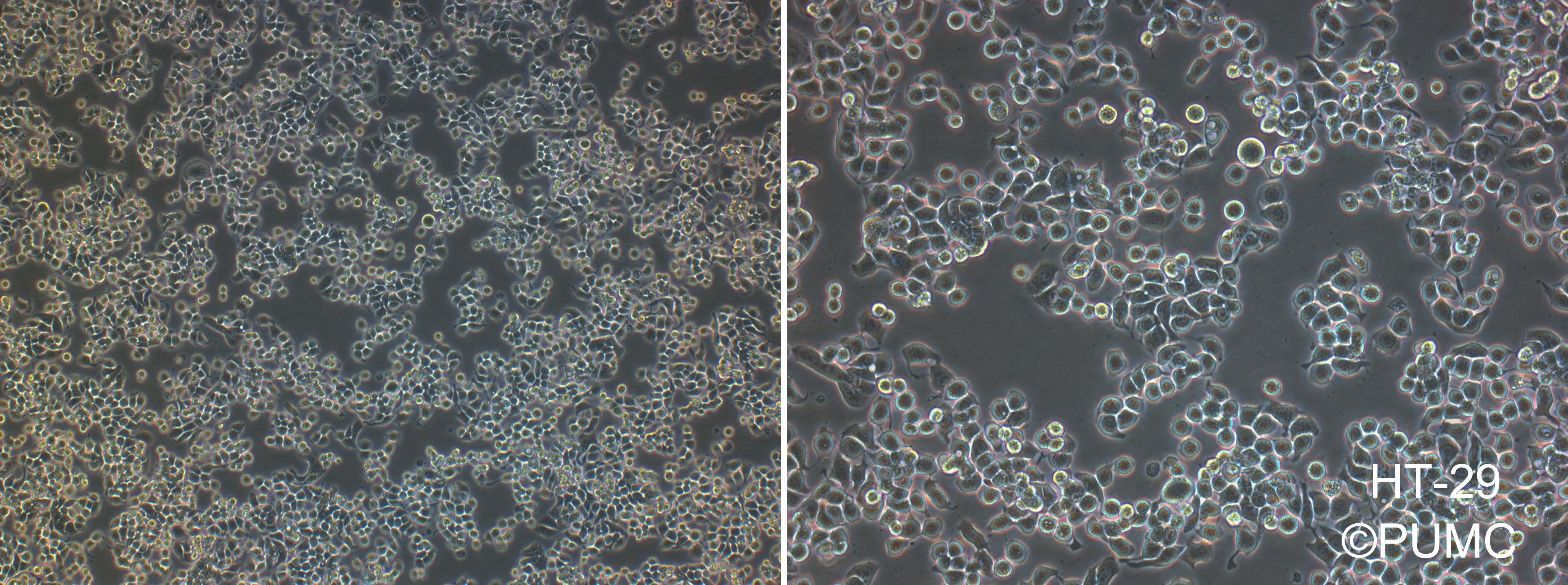 国家实验细胞资源共享平台