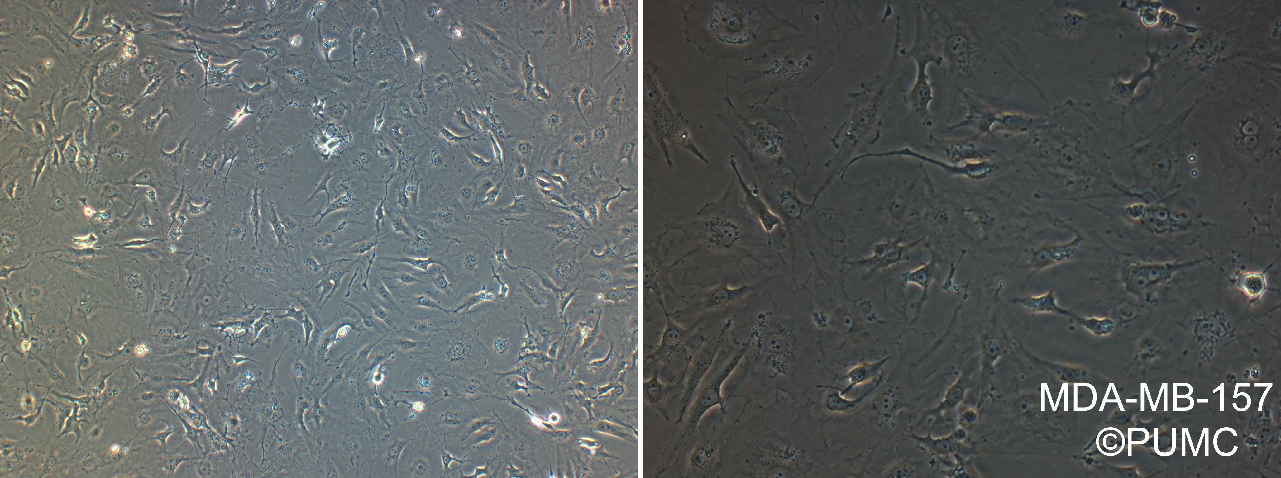 国家实验细胞资源共享平台