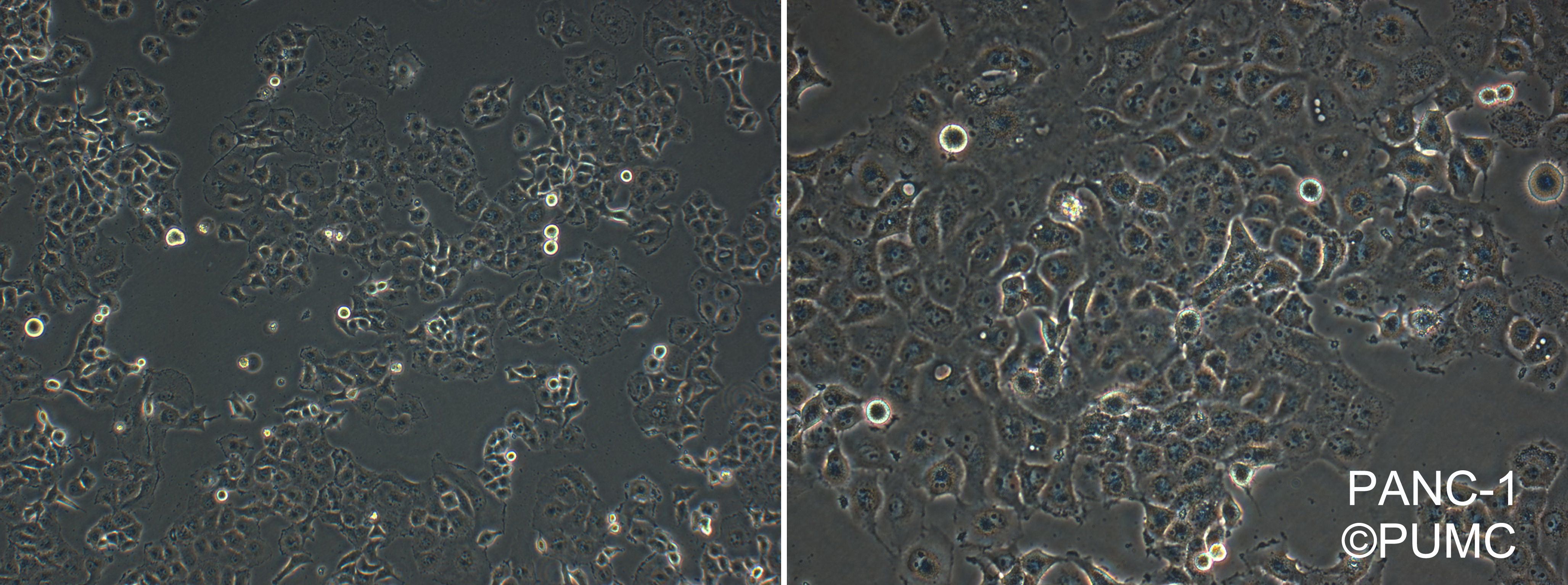 国家实验细胞资源共享平台