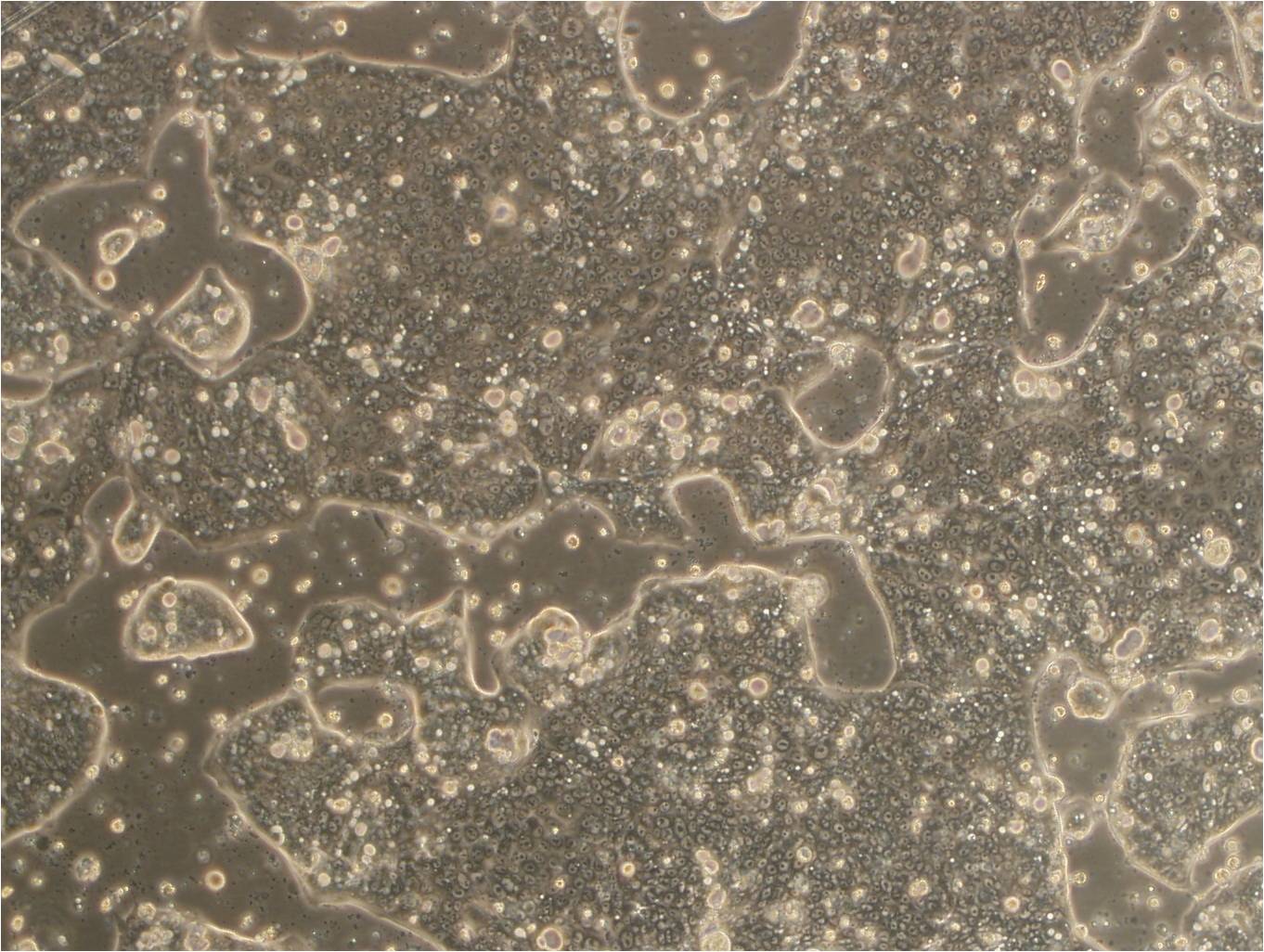 国家实验细胞资源共享平台