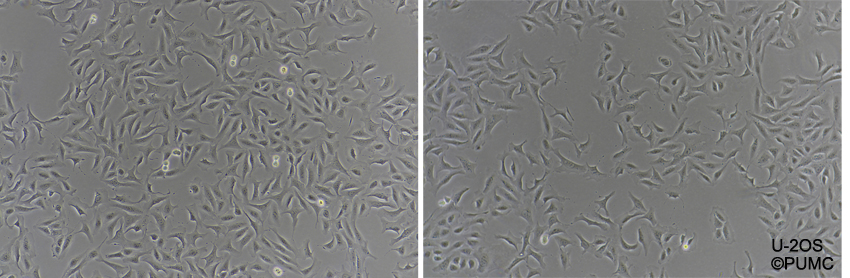 国家实验细胞资源共享平台